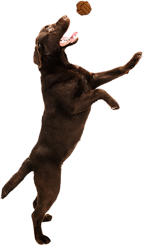 Eco-Friendly & Organic hand made pet toys for dogs and cats