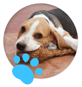 Product Features - Kocoplay